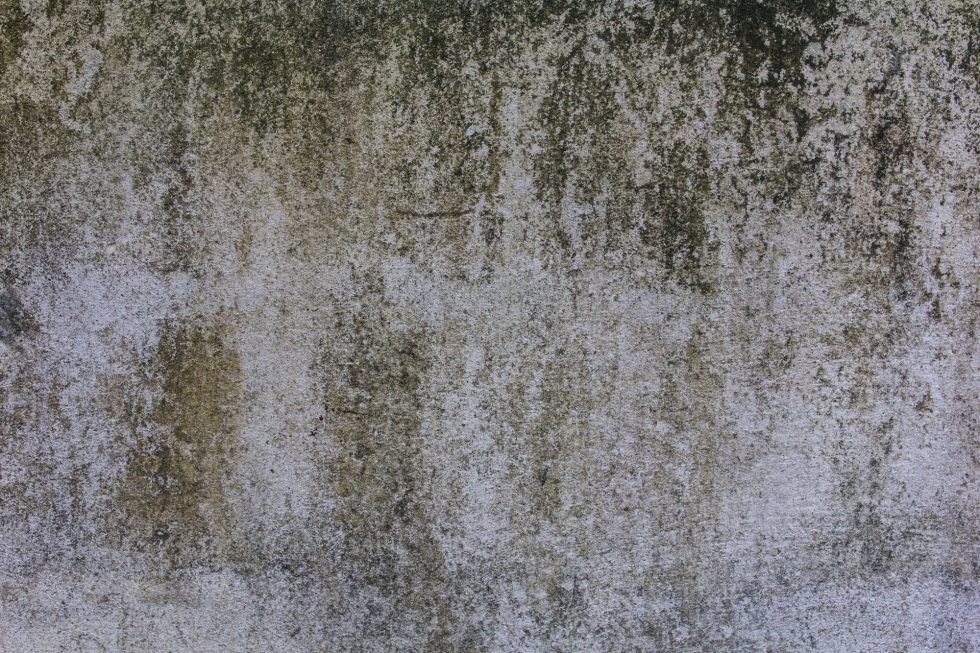 Mold in My House: What to Do Next
