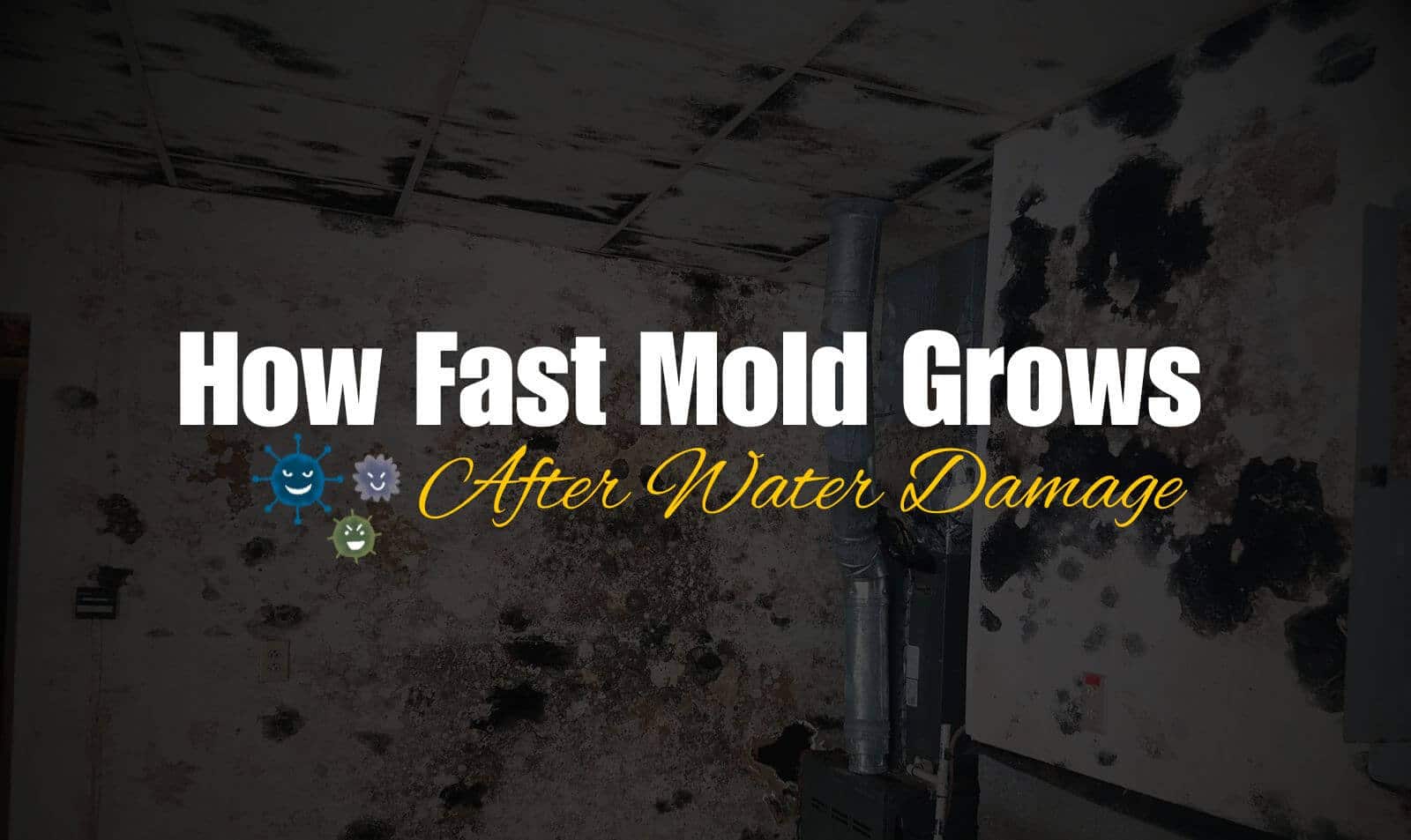 How Fast Mold Can Grow After Water Damage
